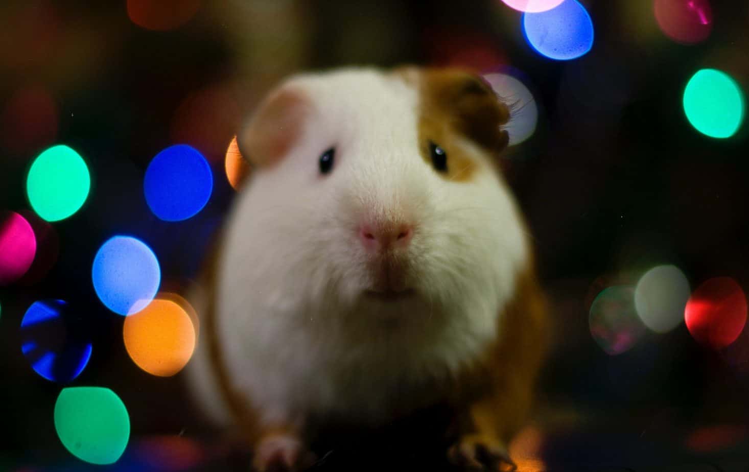 Syrische Hamster | Bekijk hier alles over deze Goudhamster!